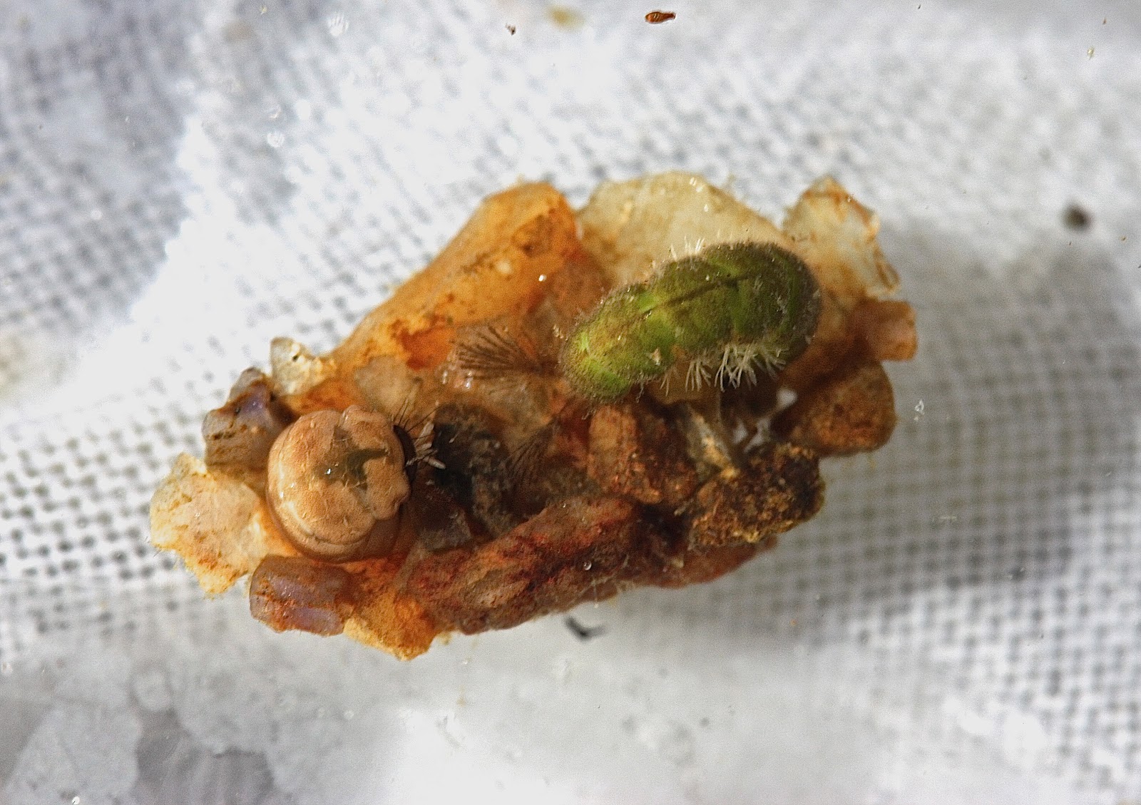 Aquatic Insects of Central Virginia: Caddis day at Lickinghole Creek ...