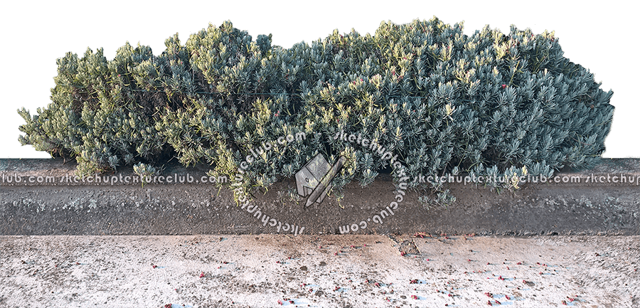 SKETCHUP TEXTURE: CUT OUT TREES
