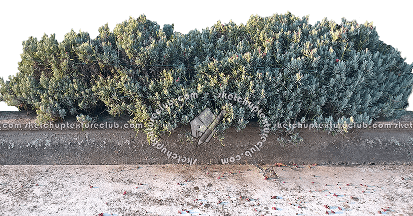 SKETCHUP TEXTURE: Extraordinary exclusive new cut-out hedges textures
