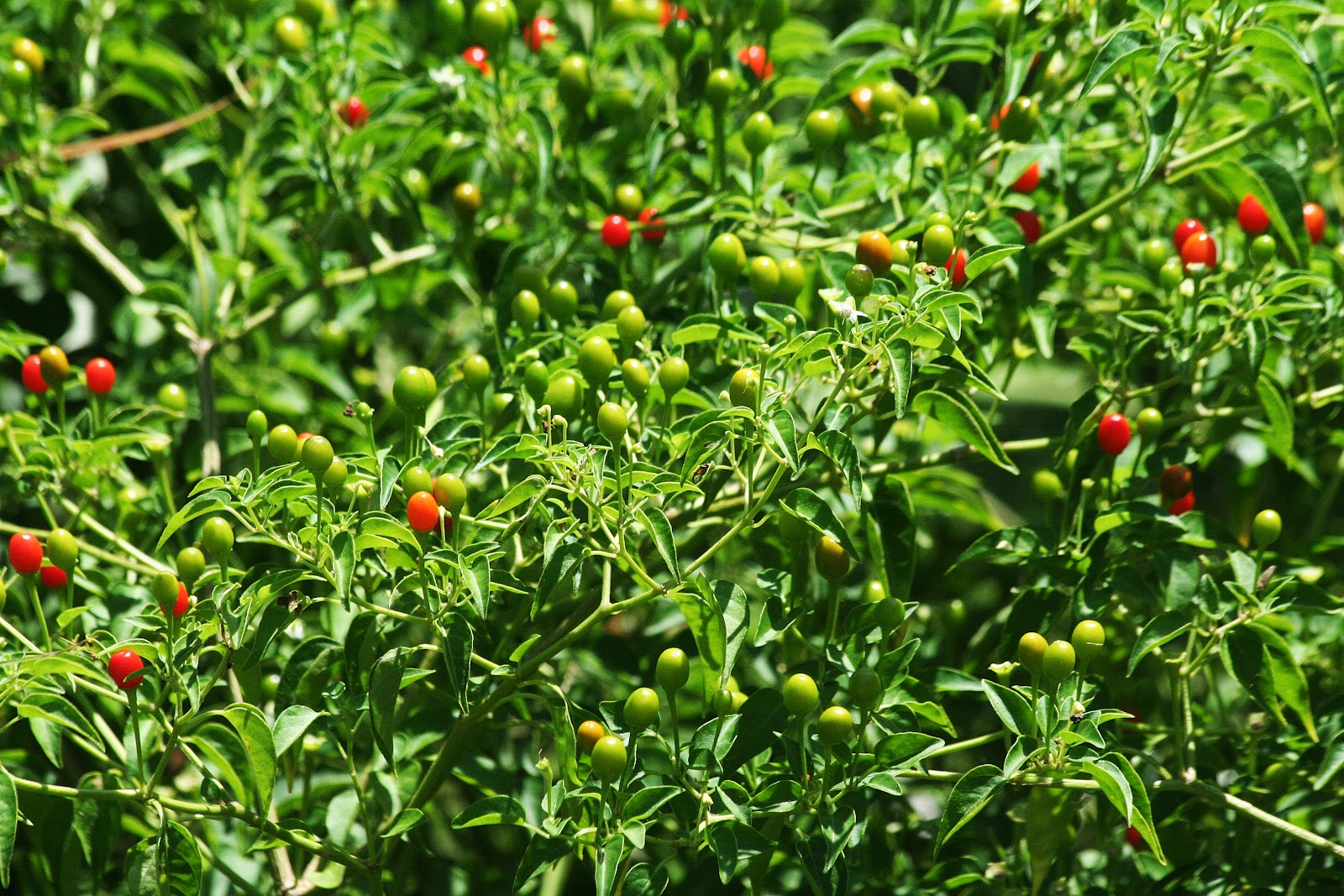 Gardening With Nature: Garden Bloggers' Bloom Day - August 2012