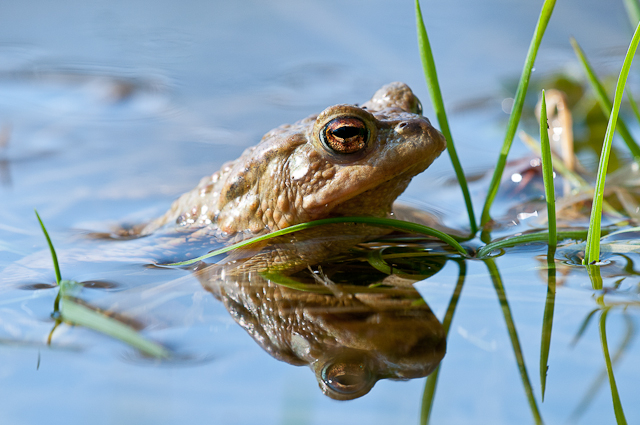 Gnorimus' Photoblog: Der Lurch des Jahres...