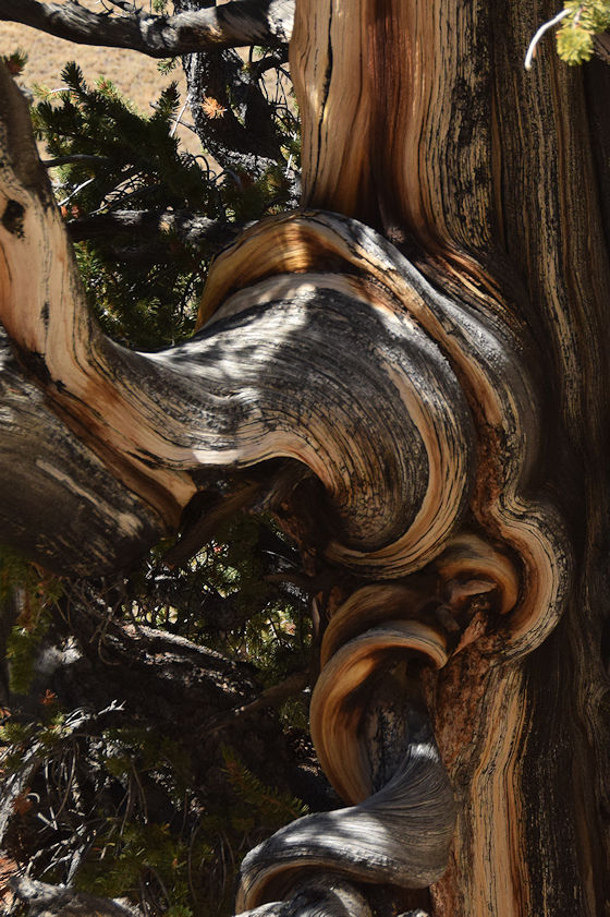 Northwest Conifer Connections: Bristlecone Pines: The Oldest Living Tree
