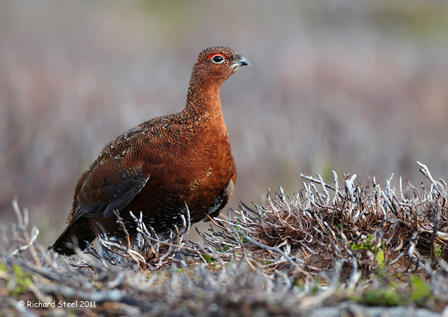 Birding Is Fun!: Calls from the Hills - The Red Grouse