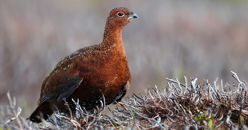 Birding Is Fun!: Calls from the Hills - The Red Grouse