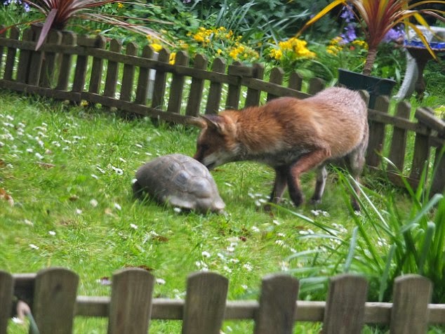 White Wolf : The fox and .... the tortoise: Garden visitor becomes best ...