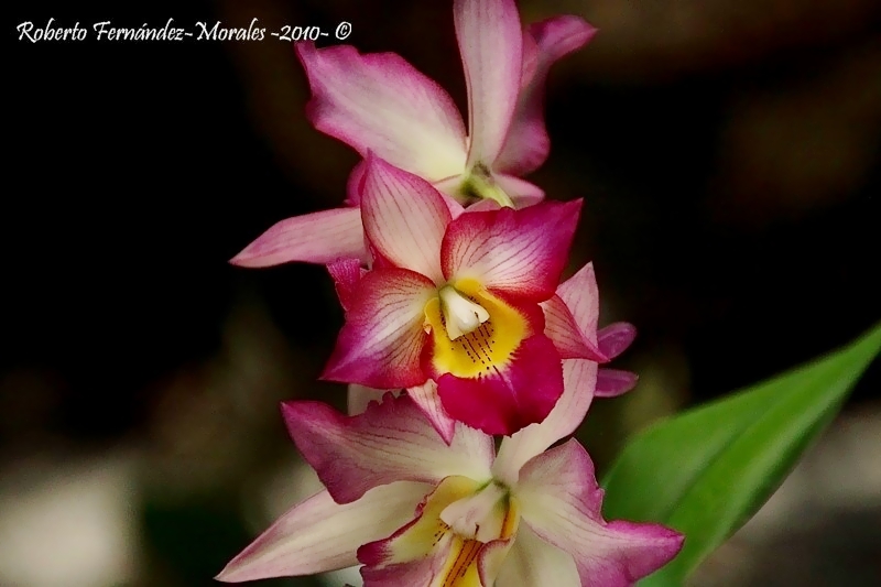 Exposición Nacional de Orquídeas 2010 | Explore Costa Rica