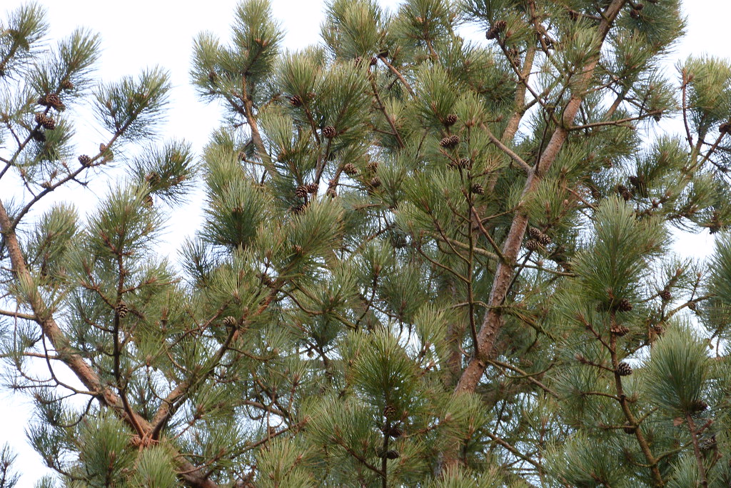 Pinus resinosa - Red Pine care and cultivation | Travaldo's blog