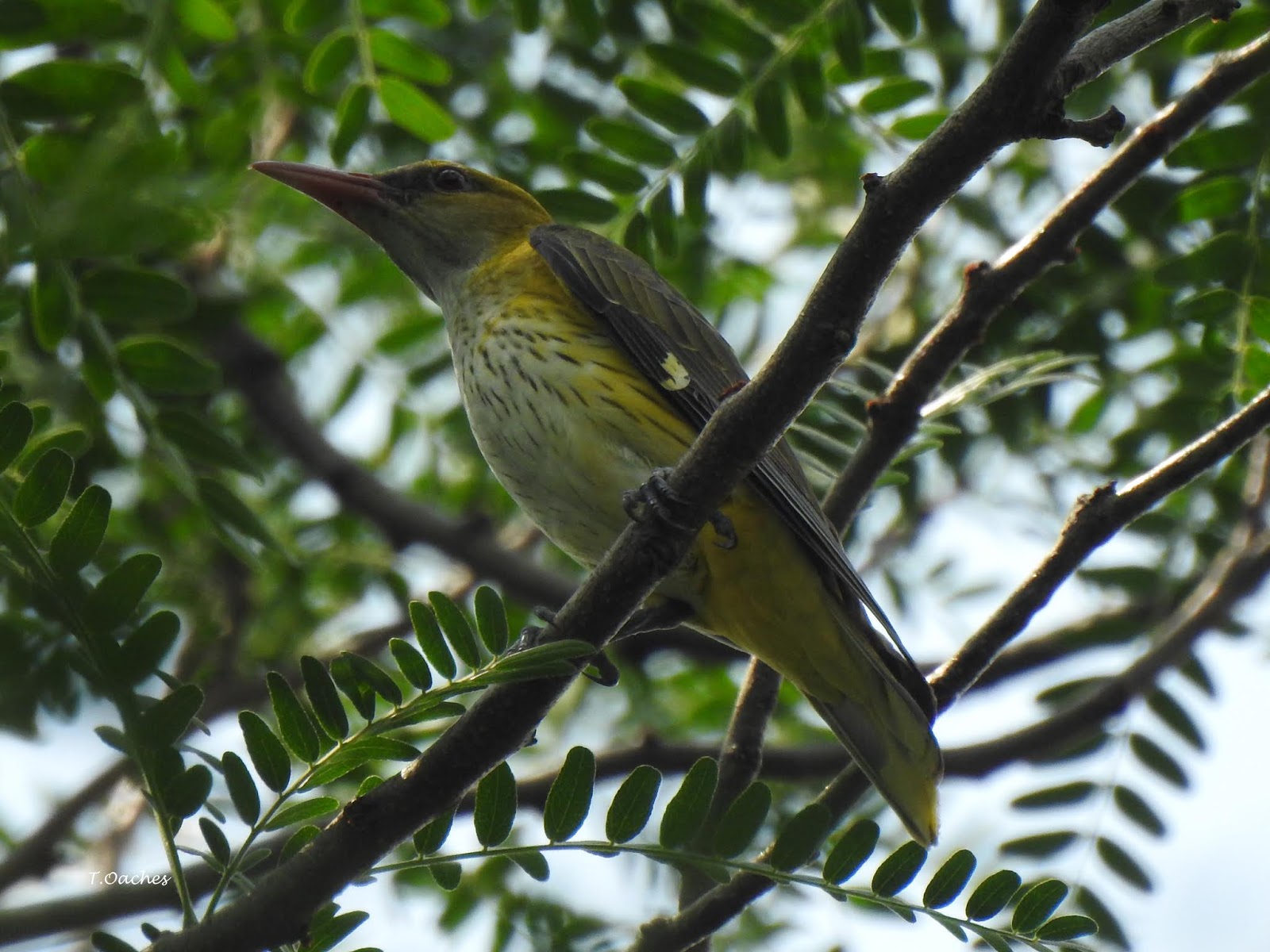 PASARI DIN ROMANIA: GRANGUR, Oriolus oriolus