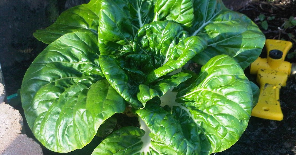 Amiable Amy: Pechay or Bok Choi