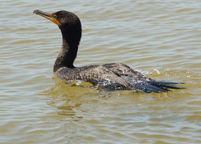 Cormorant Bird Feet