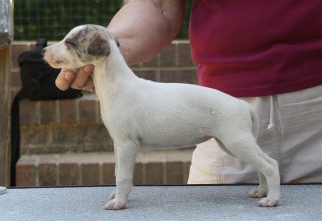 Sowagla Whippets: Available female whippet pups