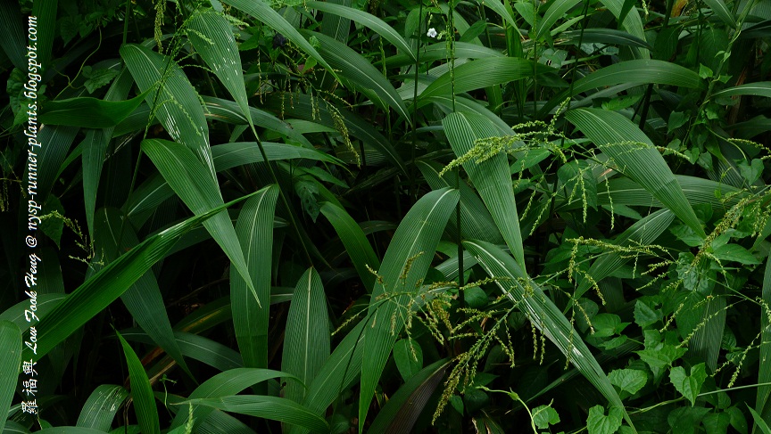 馬來西亞熱帶雨林: Setaria 狗尾草屬