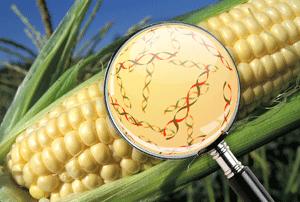 Tu mesa nutritiva: ALIMENTOS MODIFICADOS GENETICAMENTE