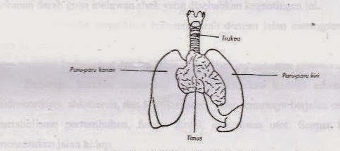 psikologi zone: KELENJAR PARATIROID