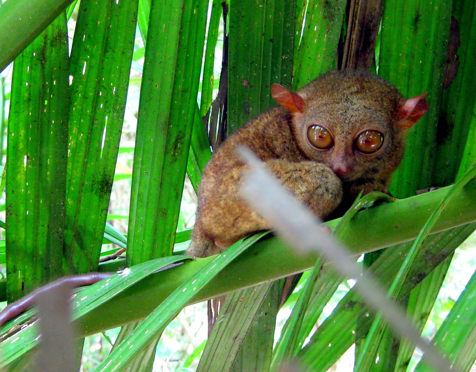 Turning Boholano: Tarsier