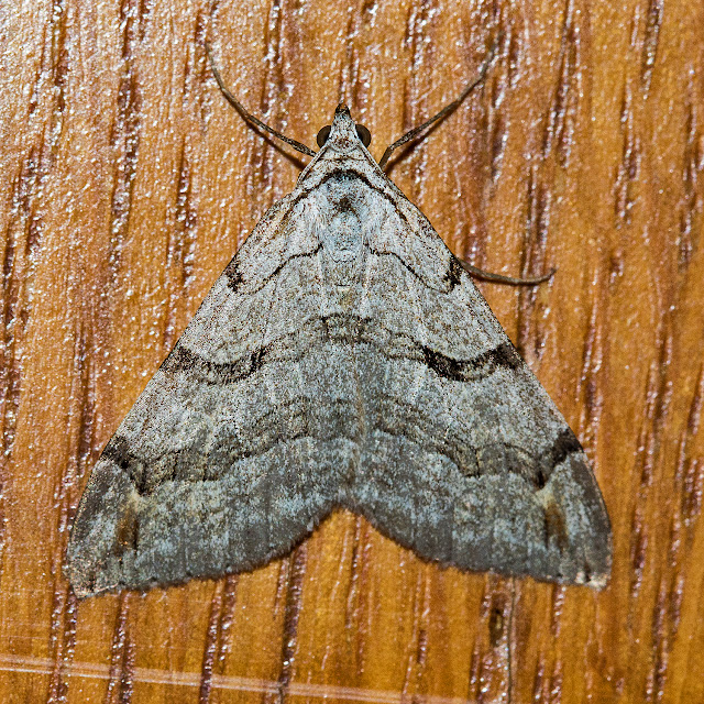 Butterflies, Dragonflies, Moths & other Insects: Treble Bar Moth