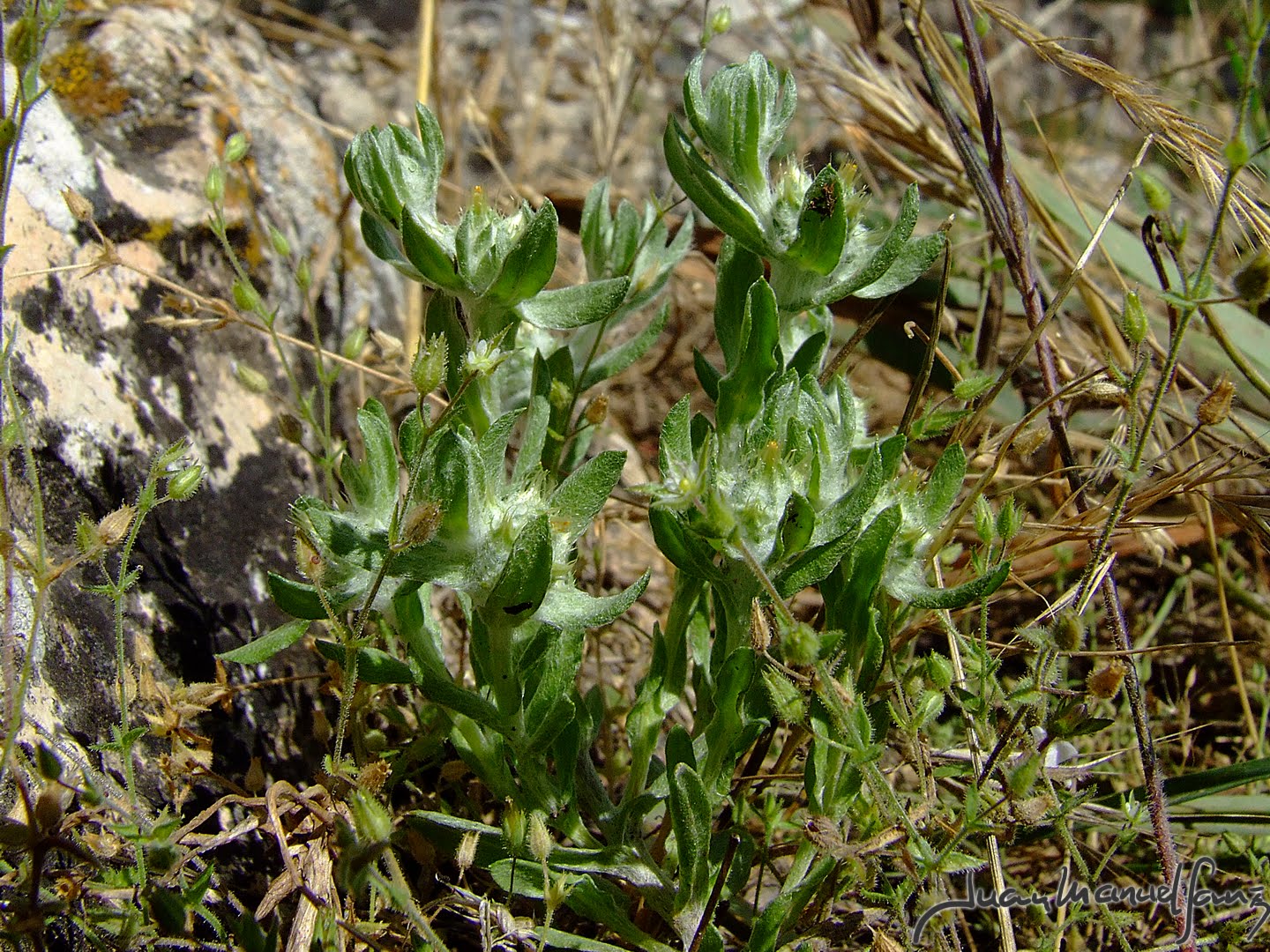 rocayflor: Flora del Somontano de Barbastro. Compositae
