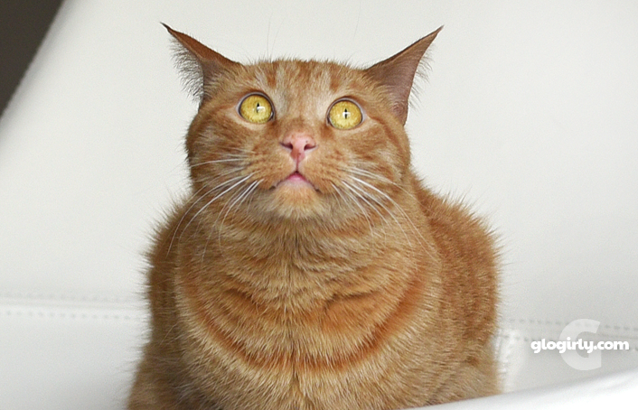 GLOGIRLY: Waffles the Static Electricity Cat