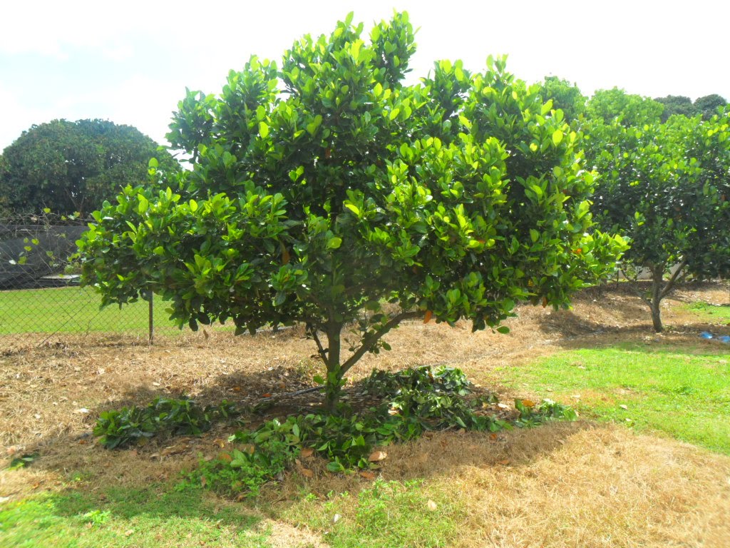 \(^0^)/: Hati-hati semasa mencantas pokok