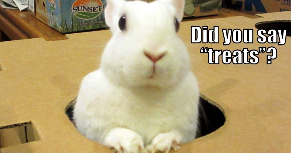 Rabbit Ramblings: Funny Bunny Monday Meme*day