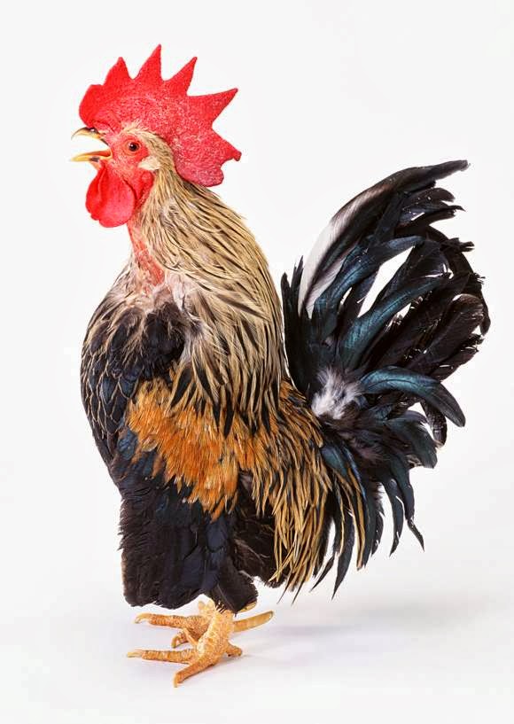 21 Gambar Ayam Stock Photo High Resolution