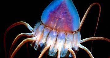 Variety of Life: Scyphozoa