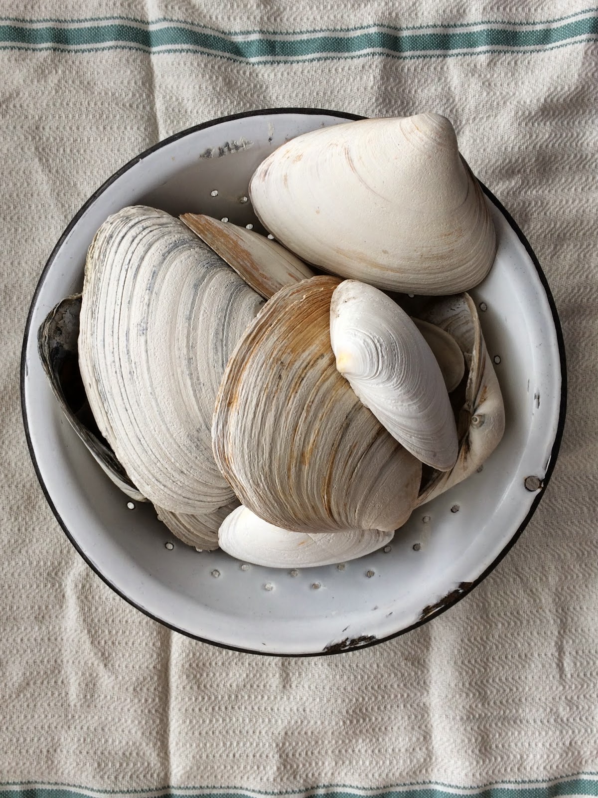 Gone To The Beach: Shellseeker