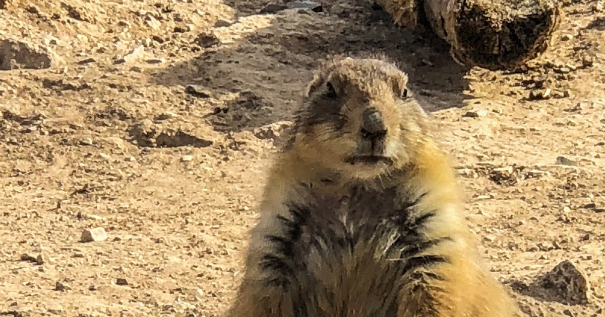 Are Prairie Dogs Mier Cat