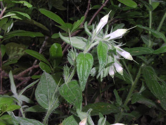 Materia Medica Homeopatica: ONOSMODIUM (Onosmodium Virginianum)