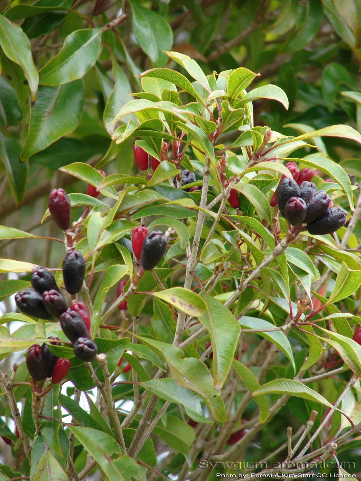 Medicinal Plants: Syzygium aromaticum Lavangam Kirampu cloves
