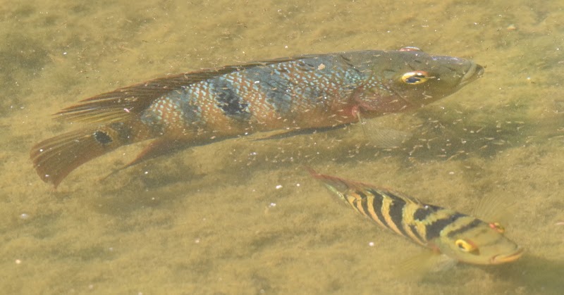 Red Breasted Acara Cichlid