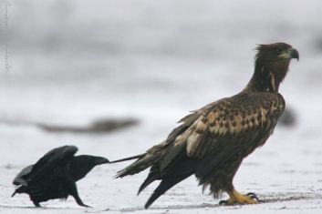 World Of Wallpapers: World Biggest Crow