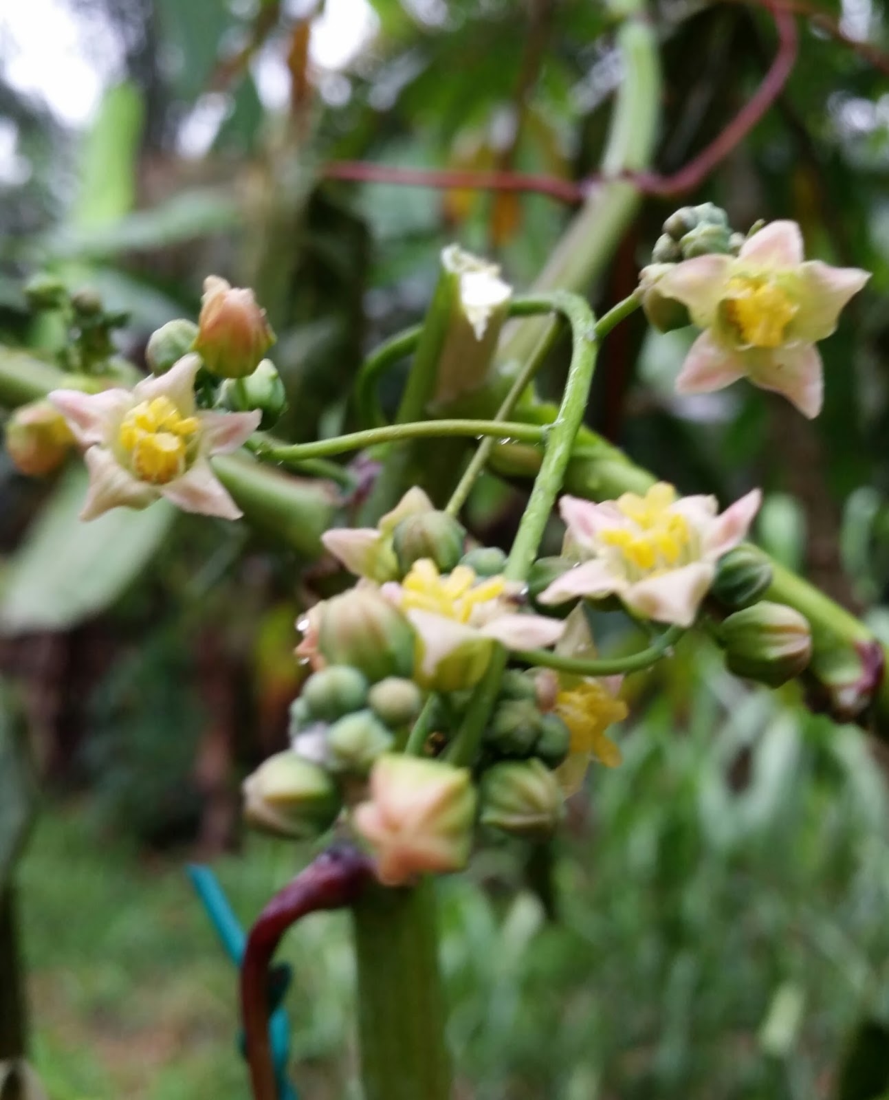 Warisan Petani: Oktober 2015