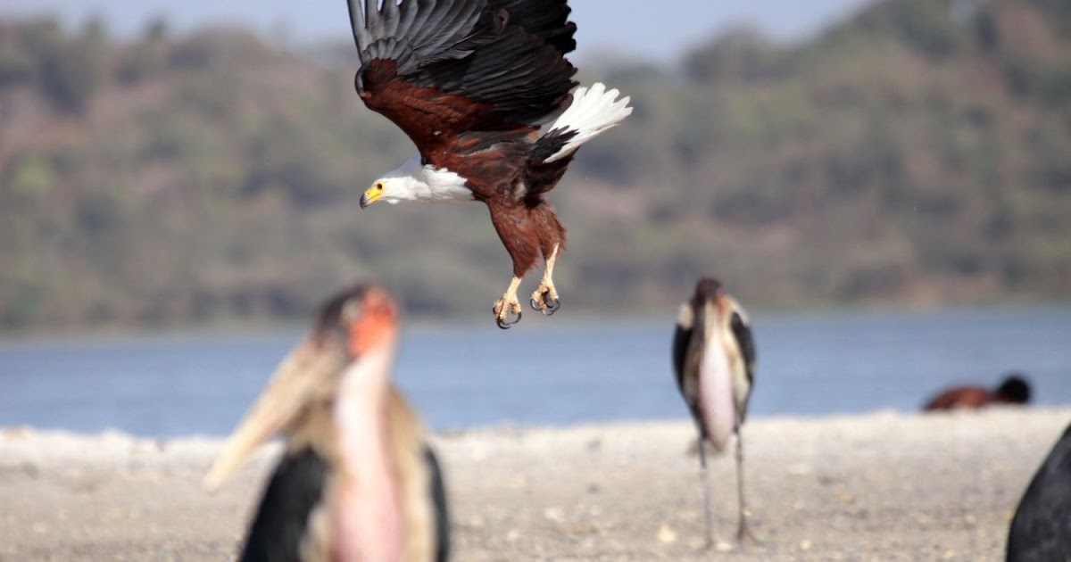 RETRATOS DEL MUNDO: Lago Ziway. De Welkite a Langano.