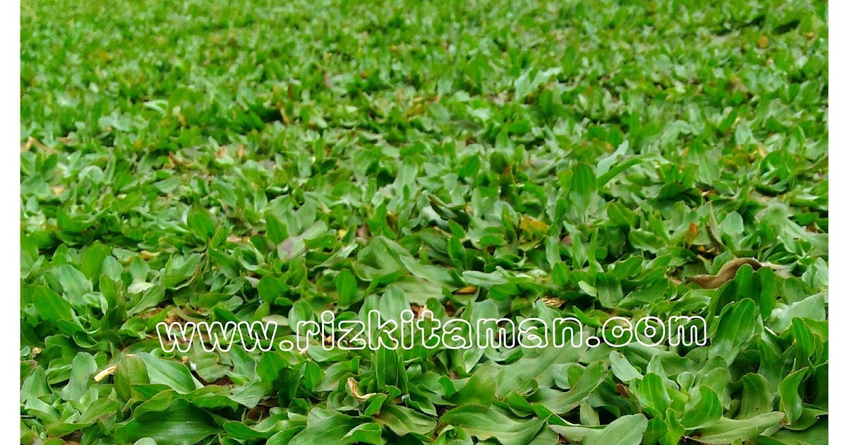 MACAM MACAM RUMPUT TAMAN | PUSAT rumput gajah mini, rumput golf, rumput ...