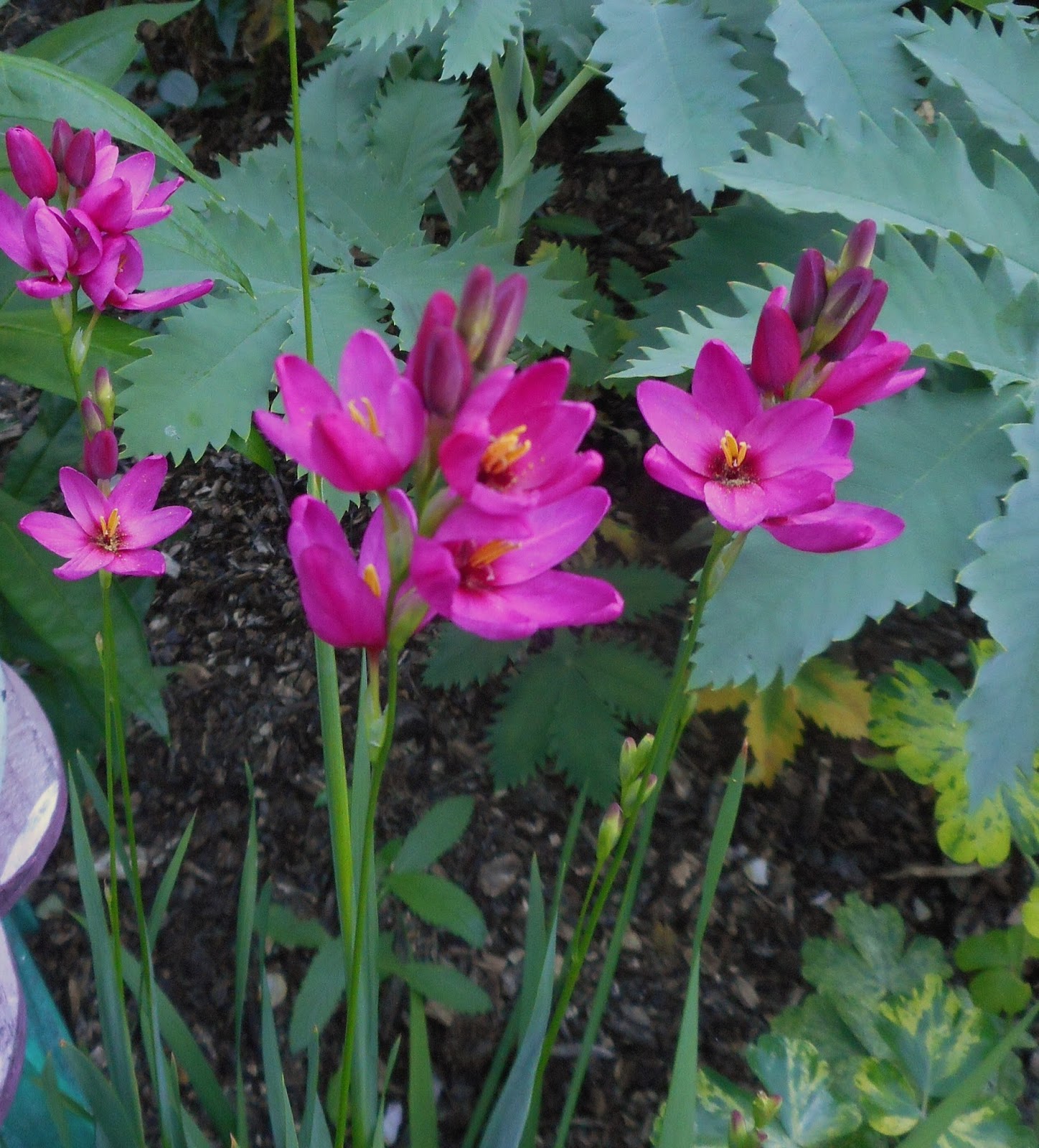 Gardening With Grace: My New Favorite Summer Bulb!