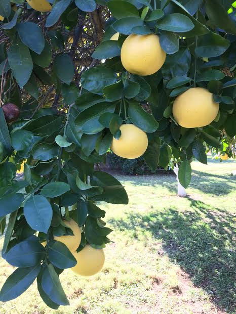 Robson's Farm: Winter Trip to Visit Arizona Ag