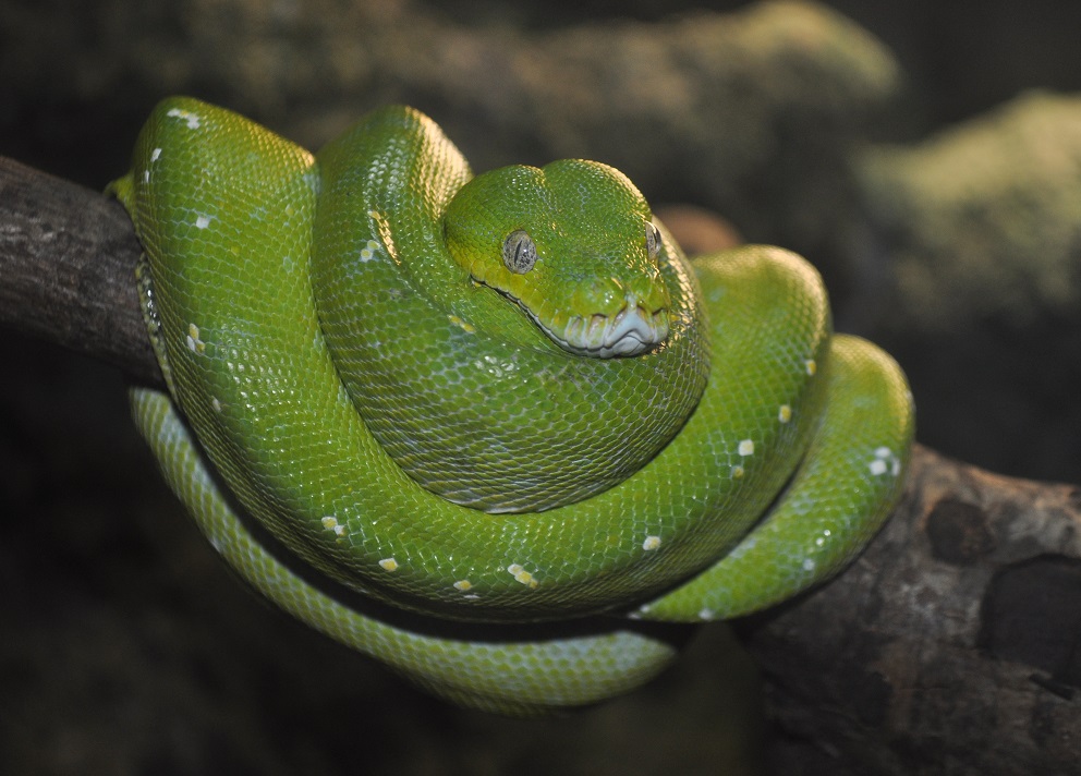 ZOOTOGRAFIANDO (6.100 ANIMALS): PITÓN ARBORÍCOLA VERDE / GREEN TREE ...