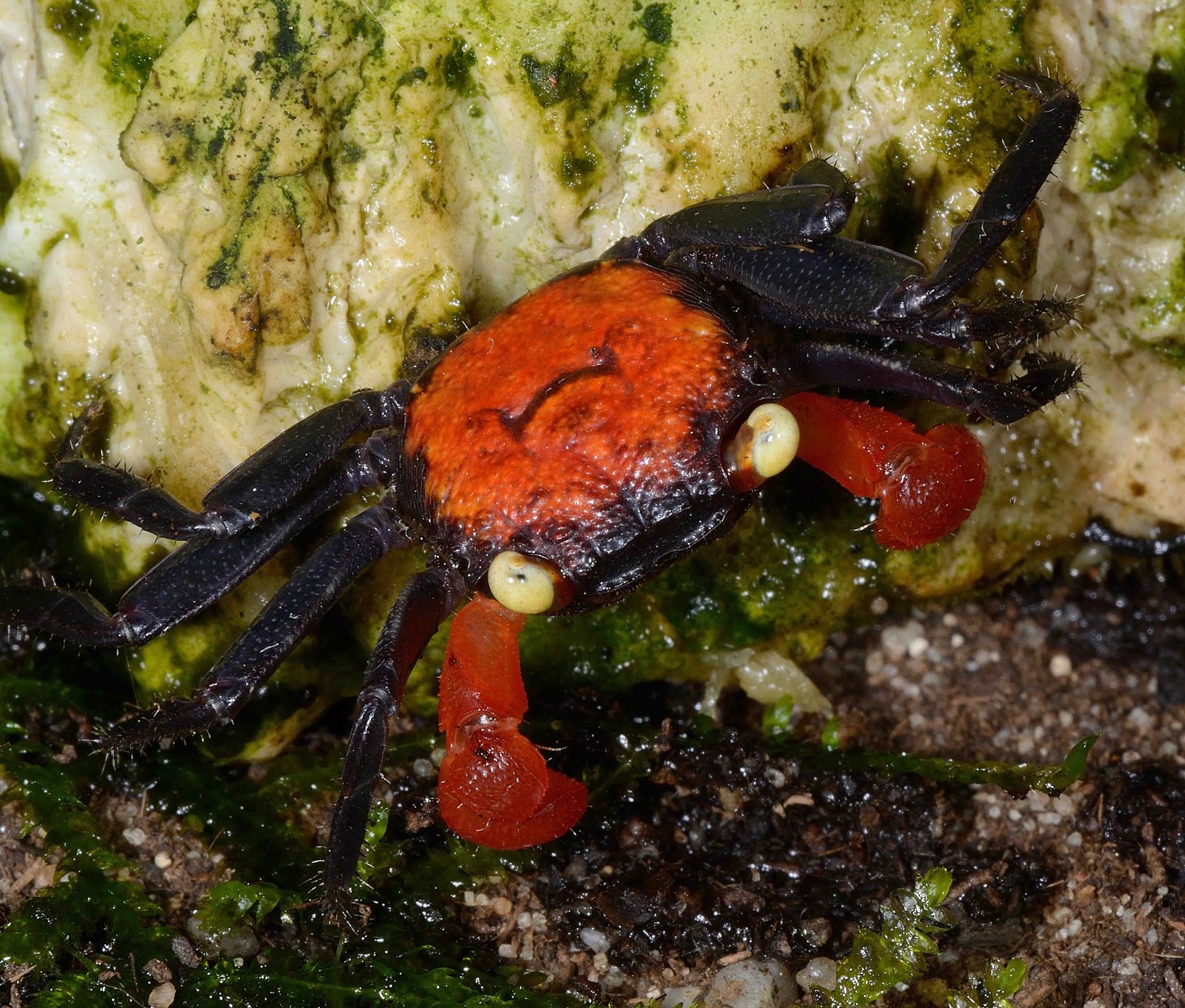 Terarijní zvířata na Břevnově: BEZOBRATLÍ