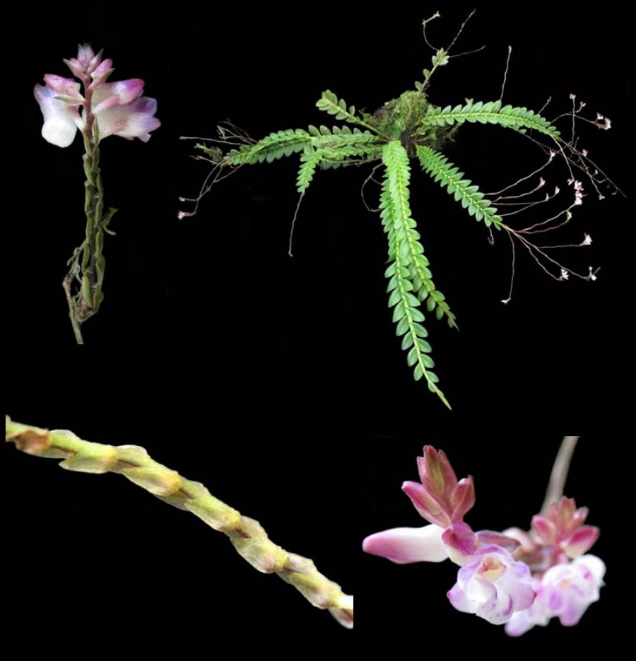 Species New to Science: [Botany • 2017] Appendicula cordata ...
