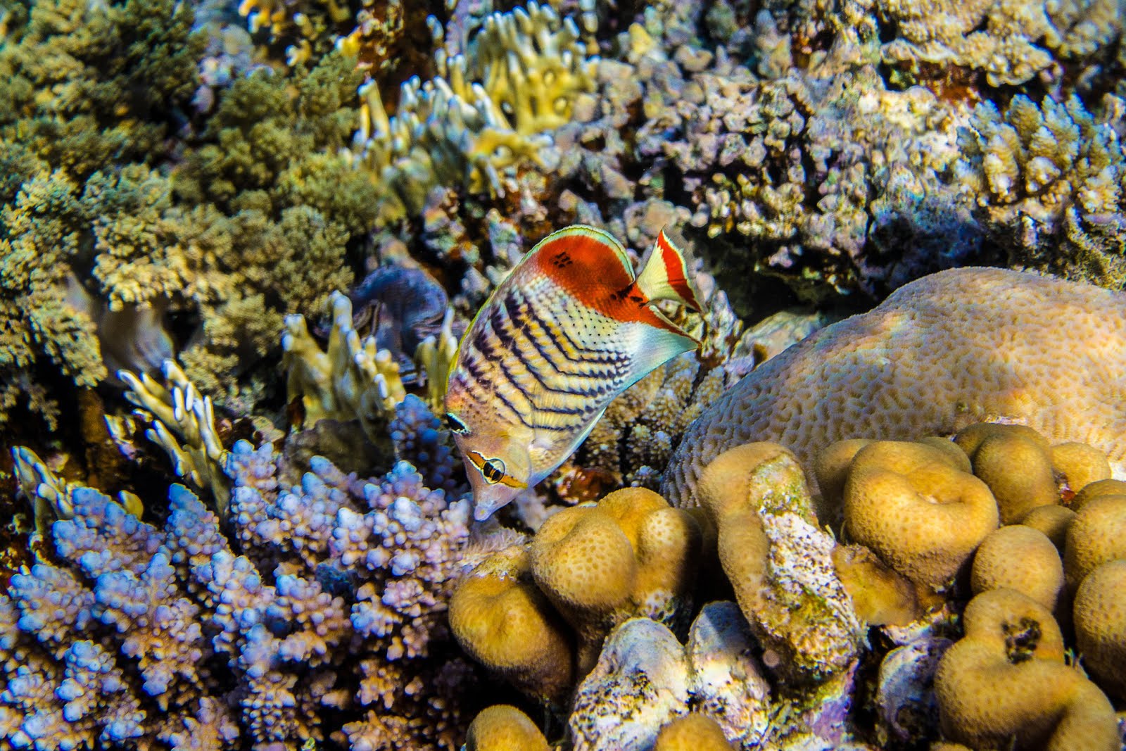 In Eritrea, a Diver's Dreamscape - Madote