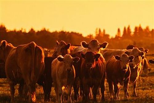 Raising Cattle Tips: How to Raise Beef Cattle - Tips To Get Started