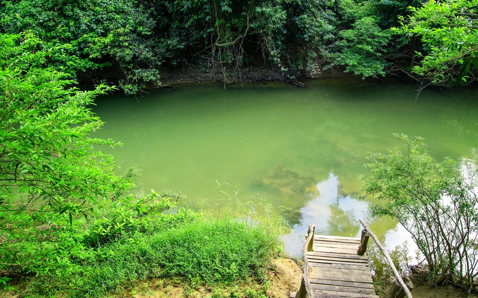 Bosque y lagos wallpapers