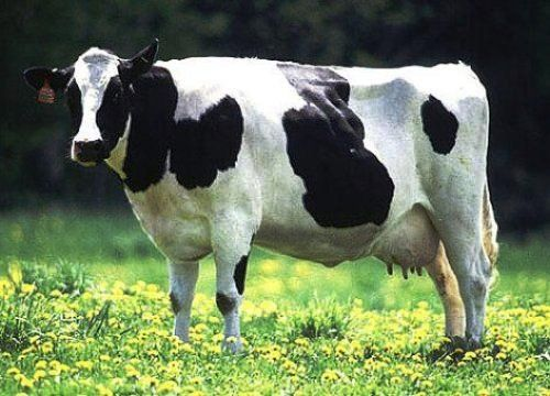 Macam-macam Penyakit Pada Sapi Perah dan Pengobatannya | 1001 Catatan ...