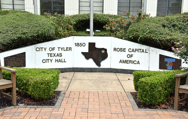One Dusty Track: Postcard From The Famous Tyler Ginkgo Tree