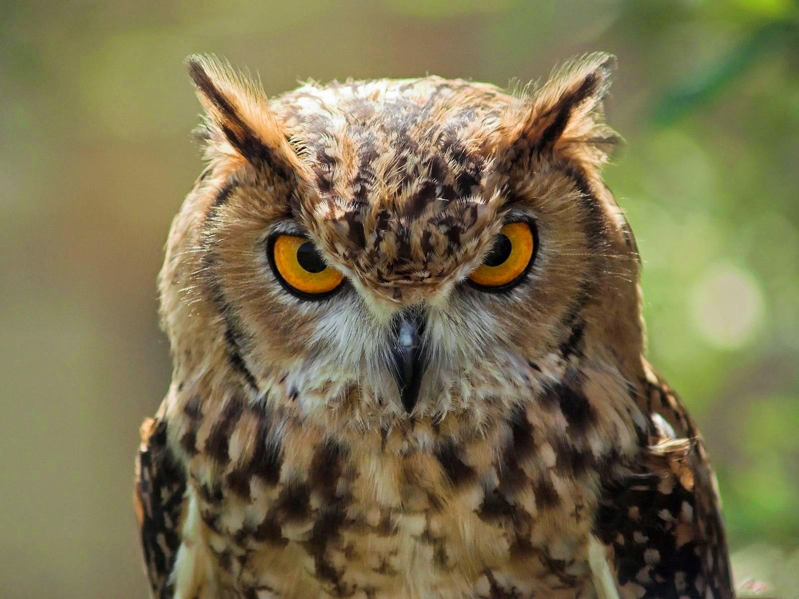 ANIMALS PICTURE: GAMBAR BURUNG HANTU (Owl Bird Pictures)-5