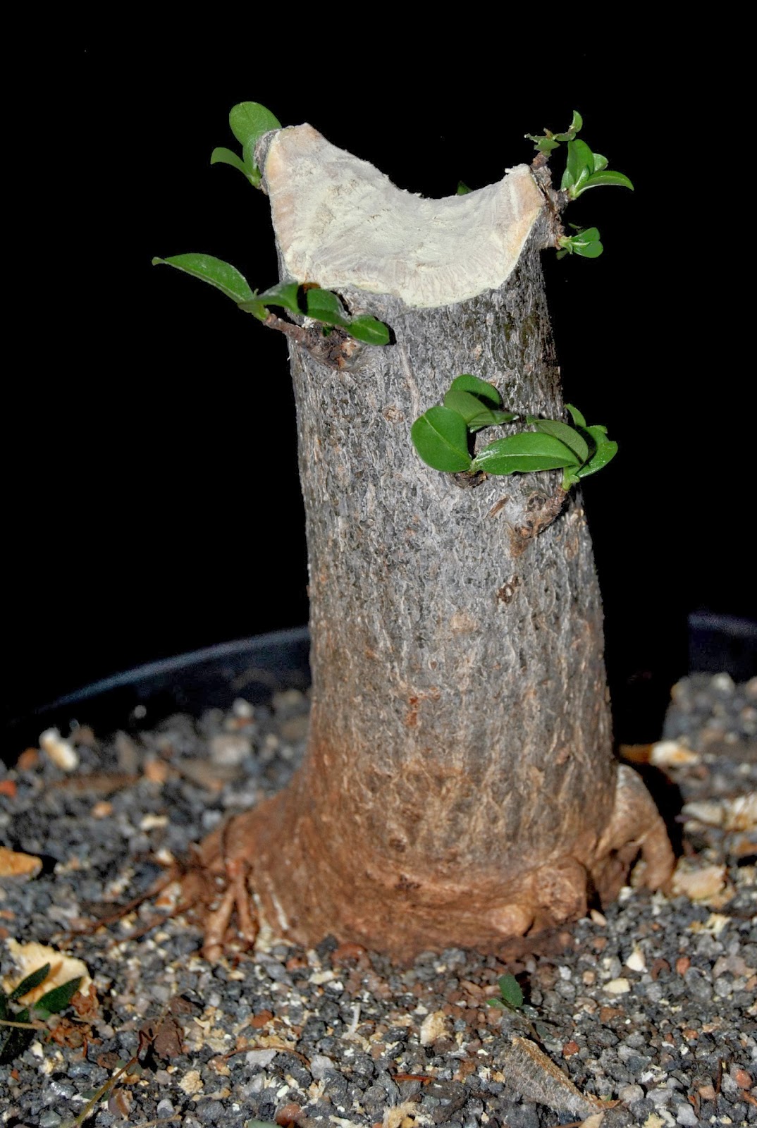 LENNARD'S BONSAI BEGINNINGS.: Adansonia digitata (Baobab)- African ...