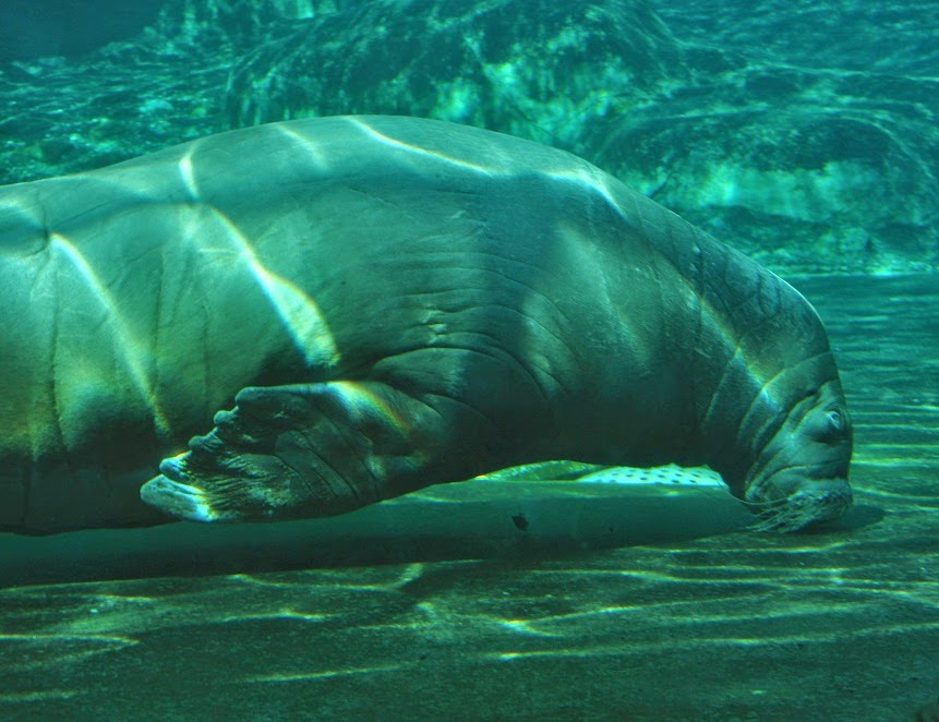 ZOOTOGRAFIANDO (6.100 ANIMALS): MORSA / WALRUS (Odobenus rosmarus)