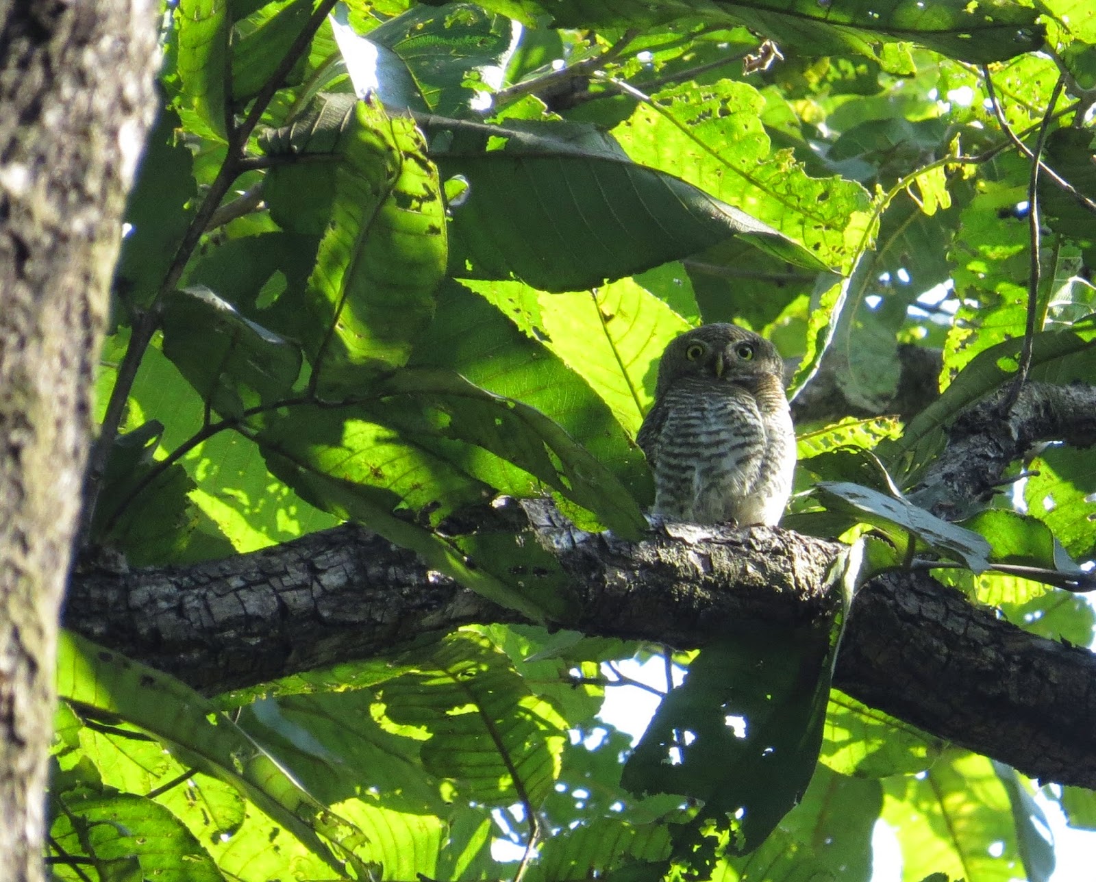 WWF-MSO: Glory of Allapalli, Hemalkasa - Gadchiroli