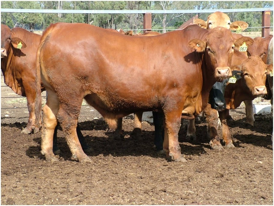 Generalidades de la Ganadería Bovina.: Senepol